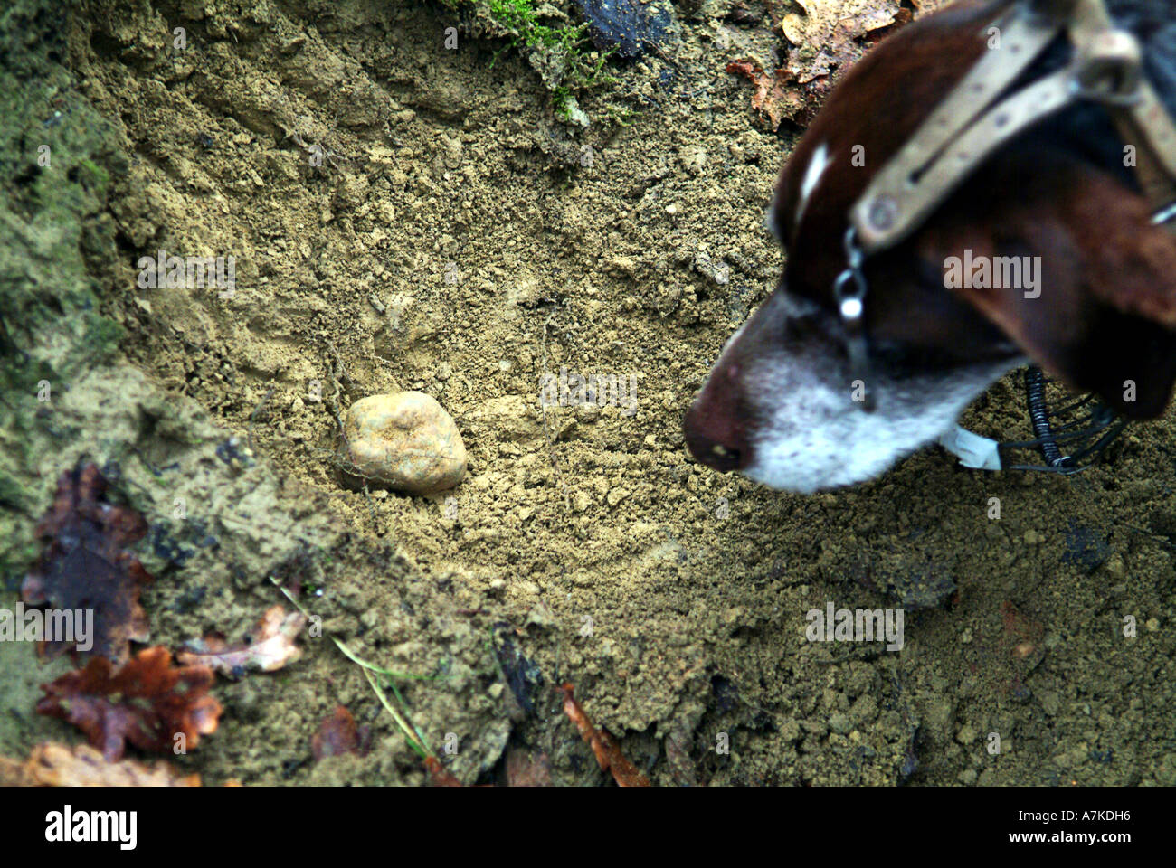 Digged out truffle hi-res stock photography and images - Alamy