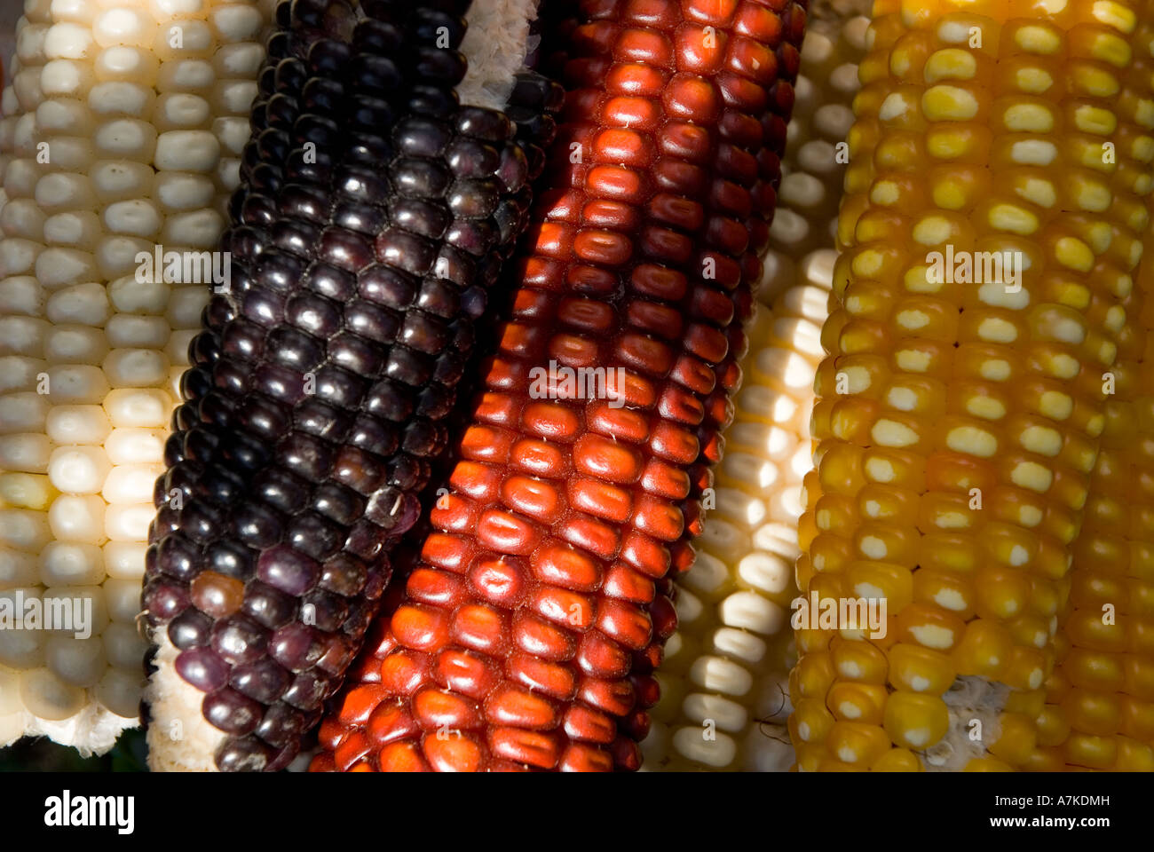Maize of different quality - Oaxaca - Mexico Stock Photo - Alamy