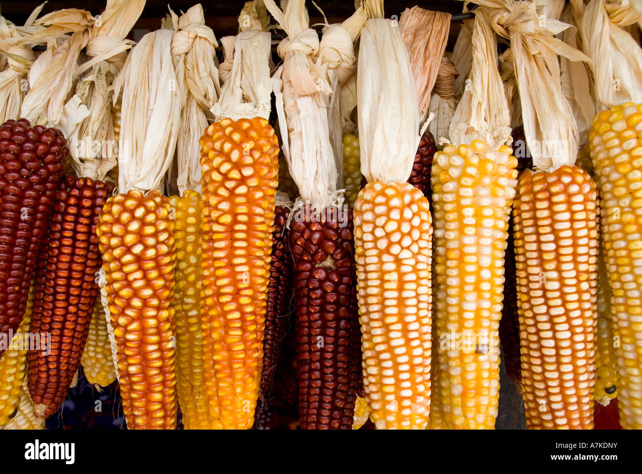 Maize of different quality - Oaxaca - Mexico Stock Photo - Alamy