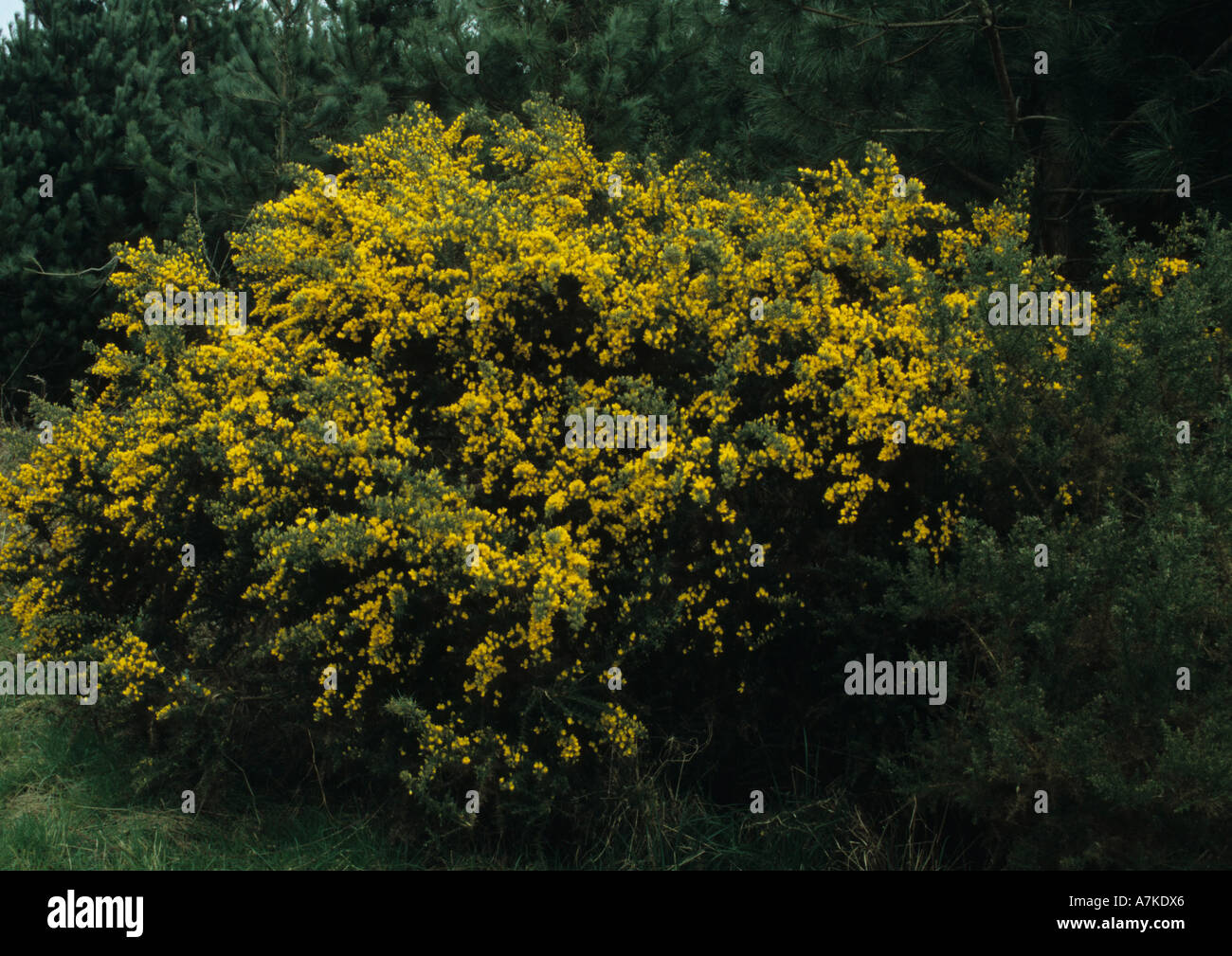 Common Gorse (Ulex europaeus) in the Uk Stock Photo - Alamy