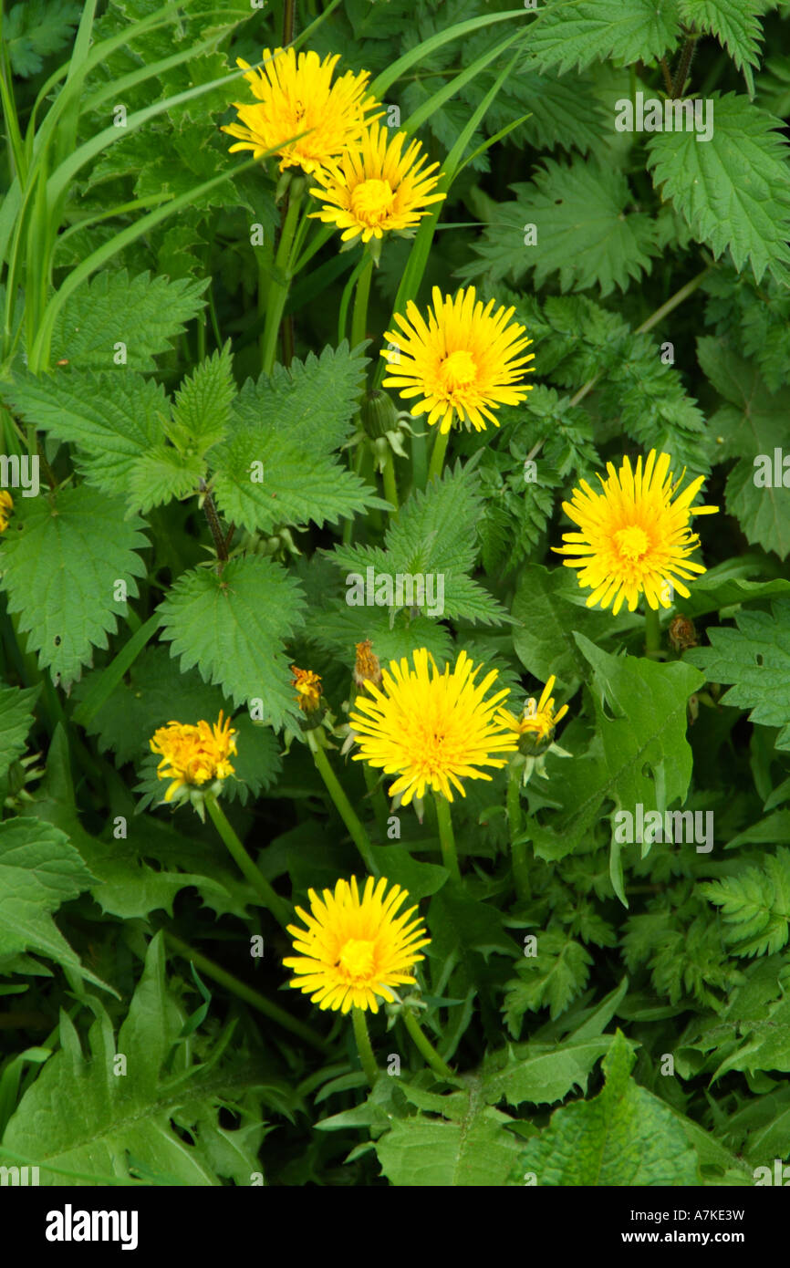 Dandelion flower and nettles Plant Stock Photo - Alamy