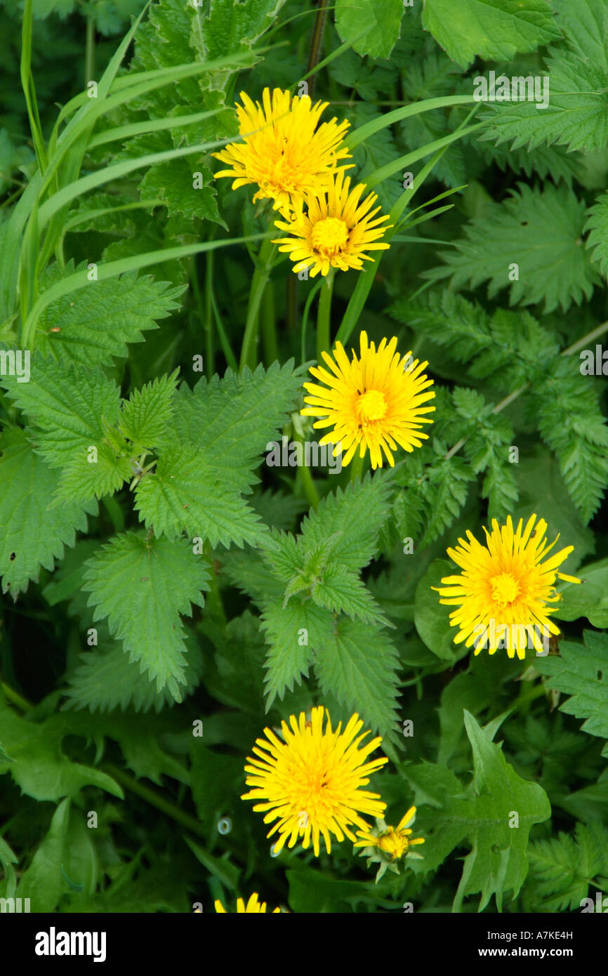Dandelion flower and nettles Plant Stock Photo - Alamy