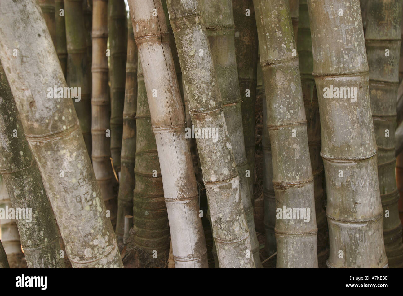 Plants segmented stem hi-res stock photography and images - Alamy