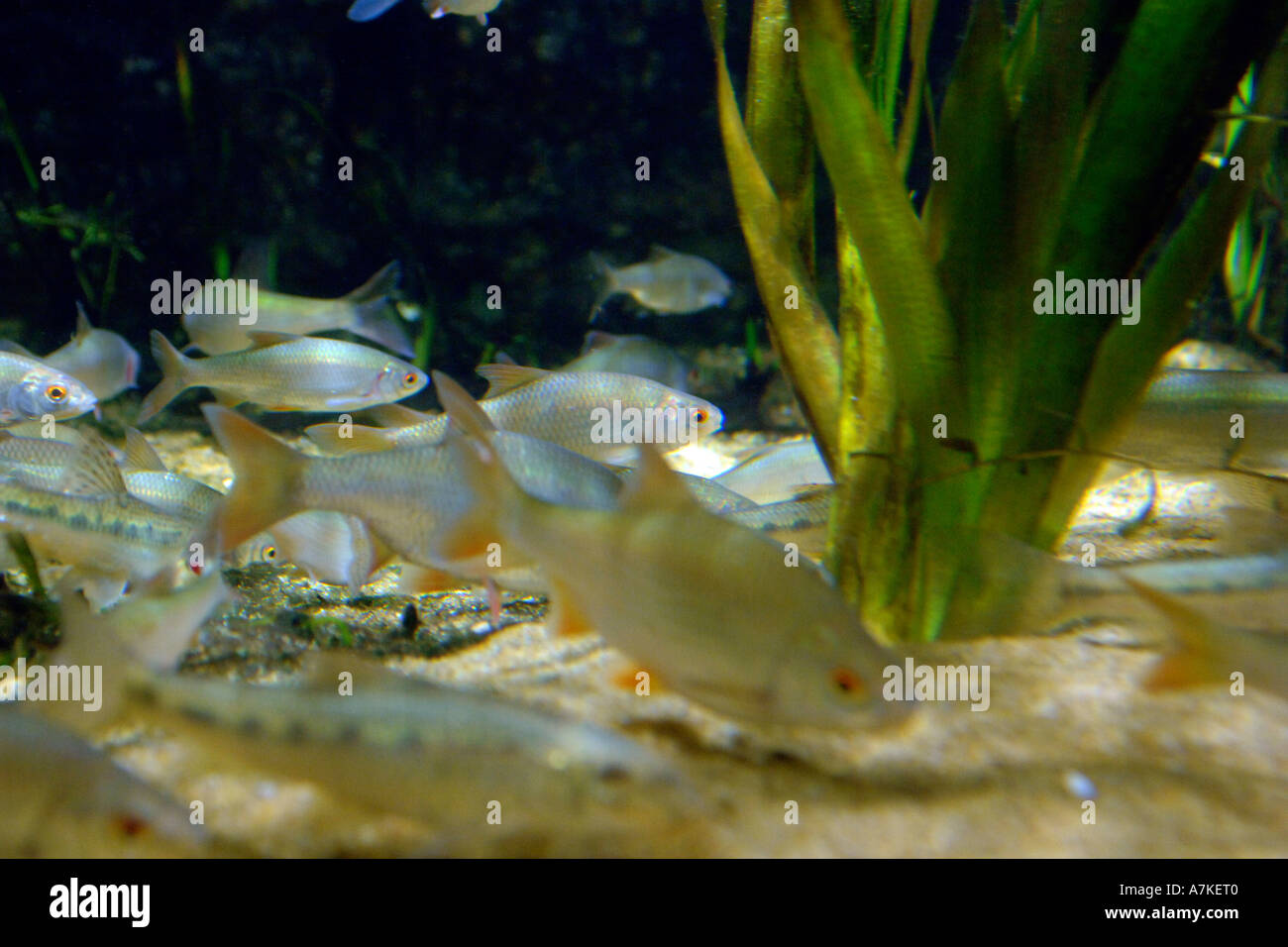 Underwater sub hi-res stock photography and images - Alamy