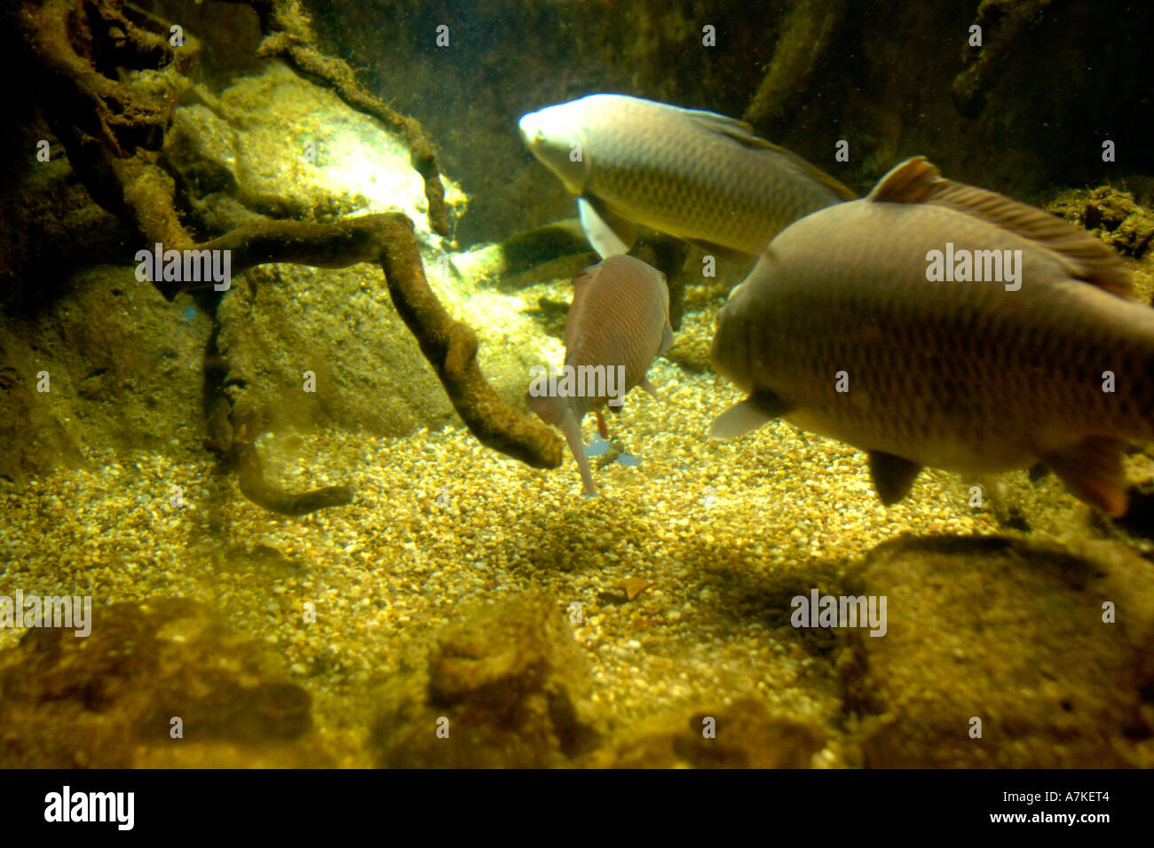 Perch species hi-res stock photography and images - Alamy