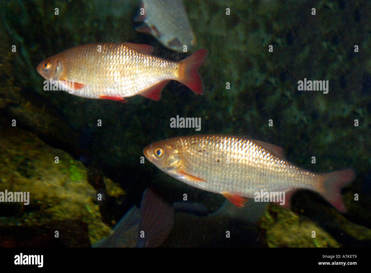 Underwater sub hi-res stock photography and images - Alamy