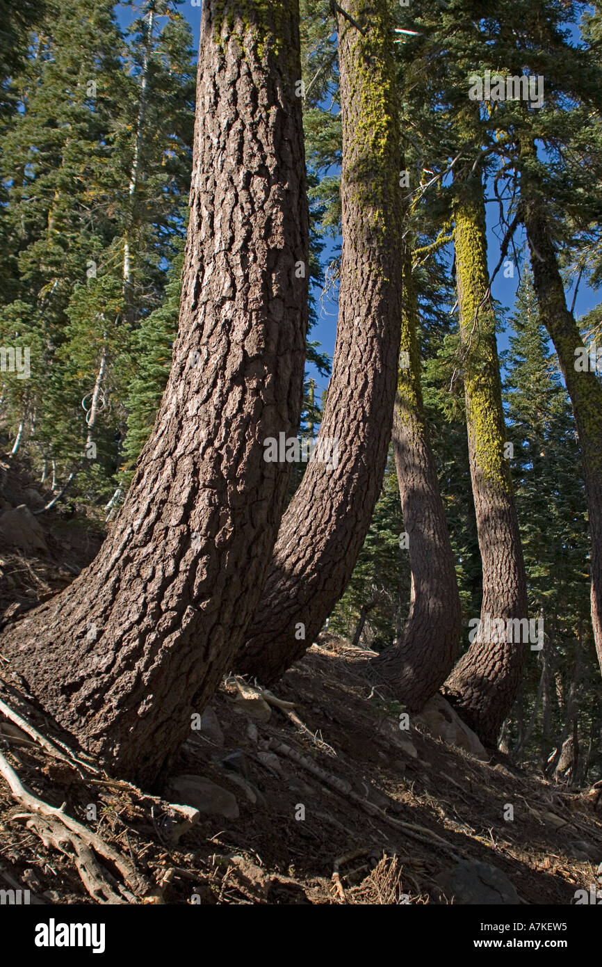 Douglas ranges hi-res stock photography and images - Alamy