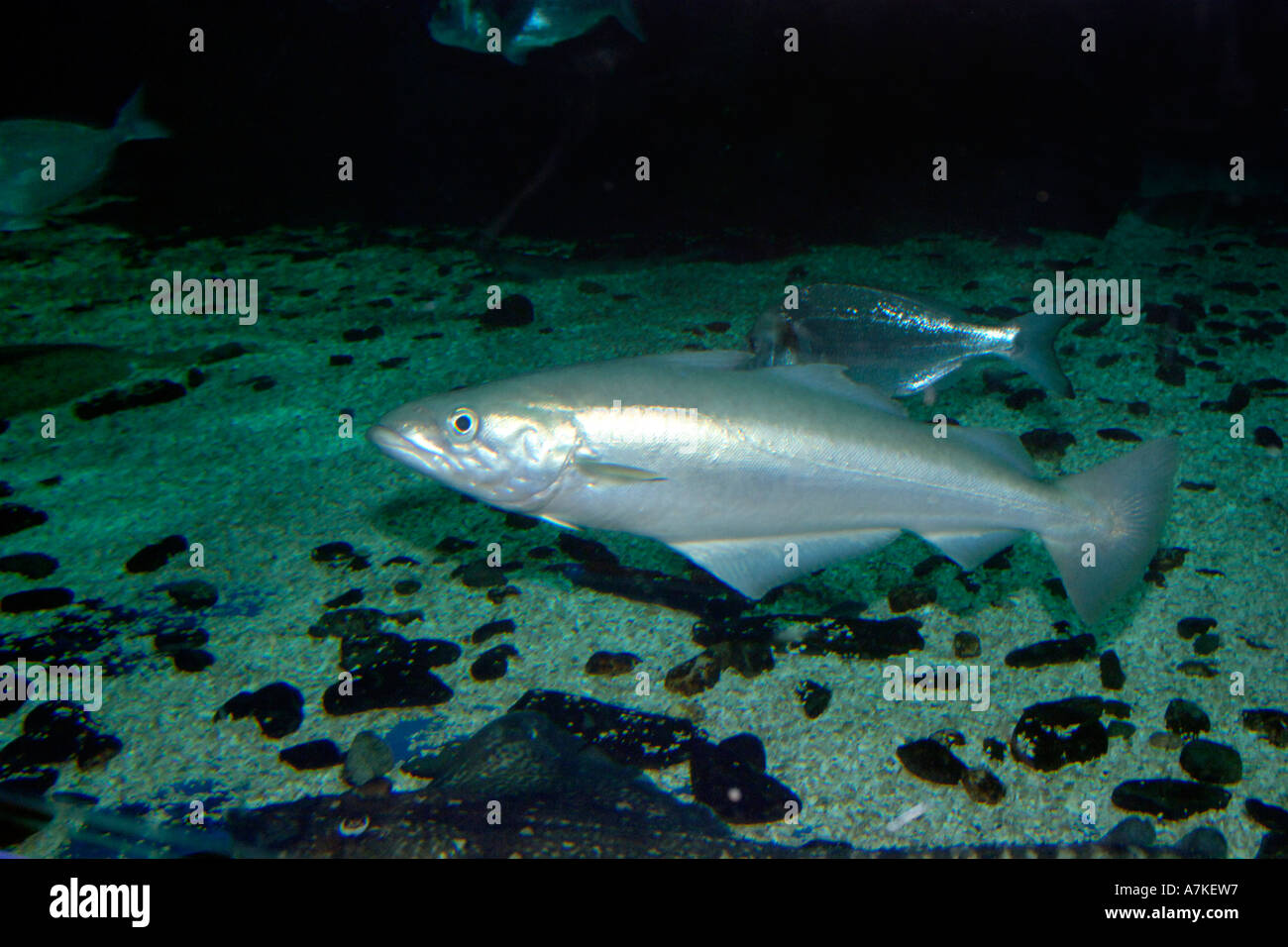 Atlantic ocean fish species hi-res stock photography and images - Alamy