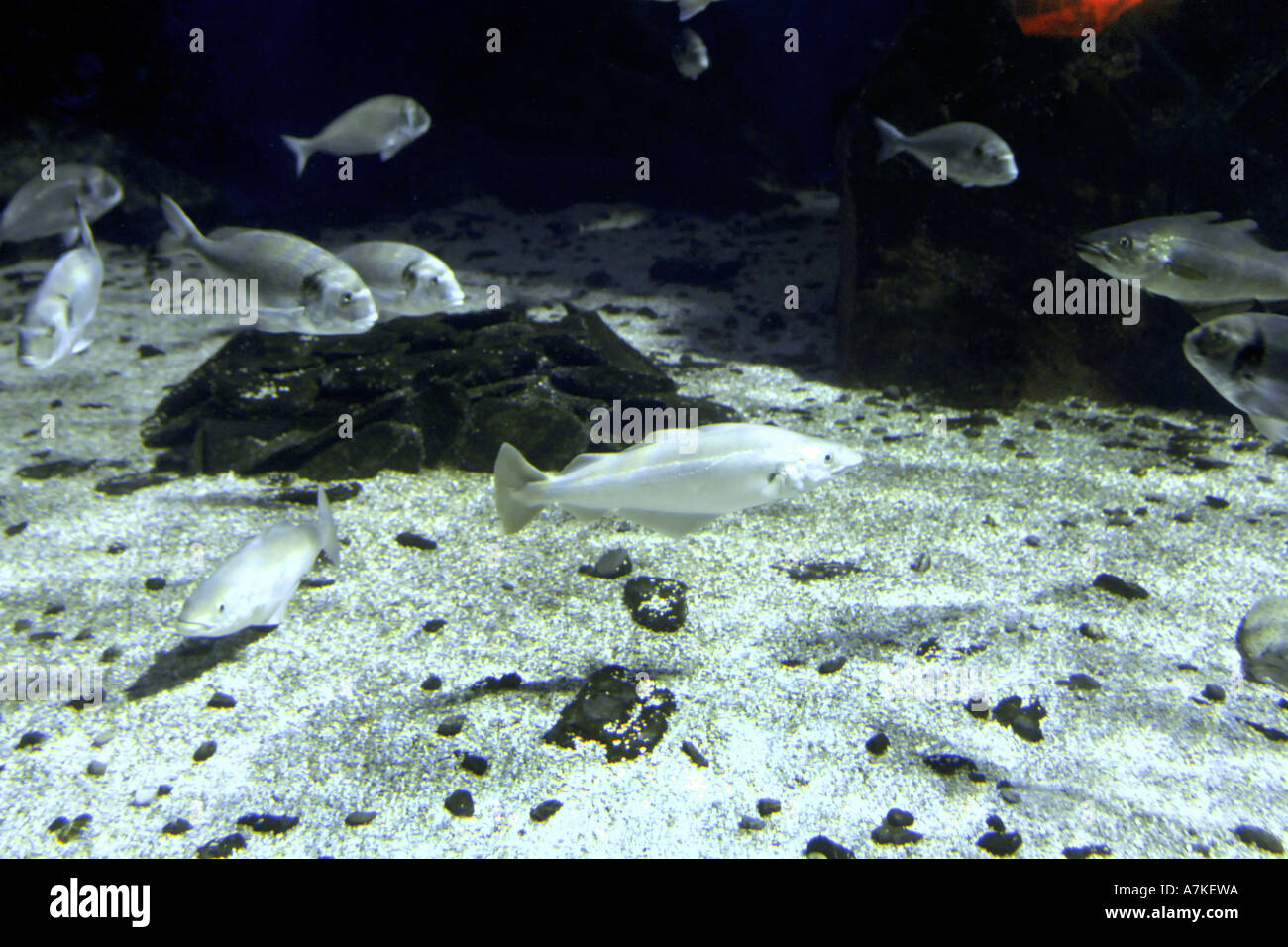 Vertebrate skate ray sea fish hi-res stock photography and images - Alamy