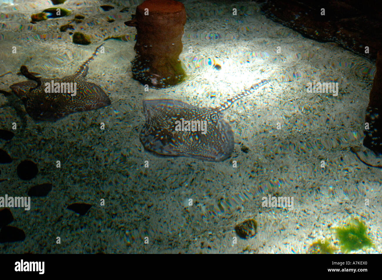 Cartilaginous species hi-res stock photography and images - Alamy