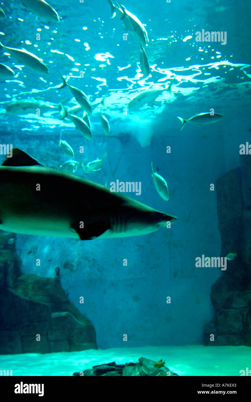 Common sharks hi-res stock photography and images - Alamy
