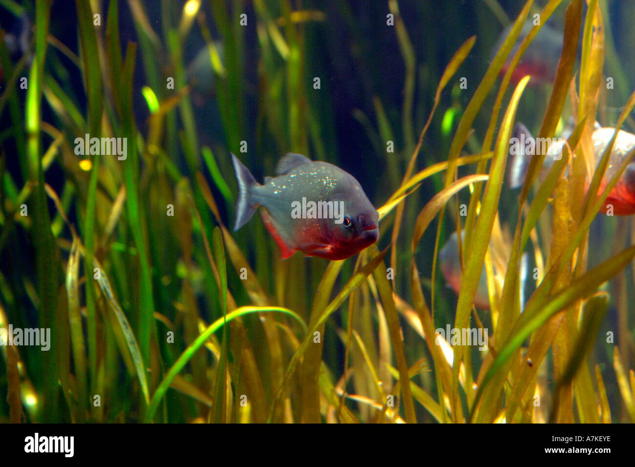 Piranha fish of South America Stock Photo - Alamy