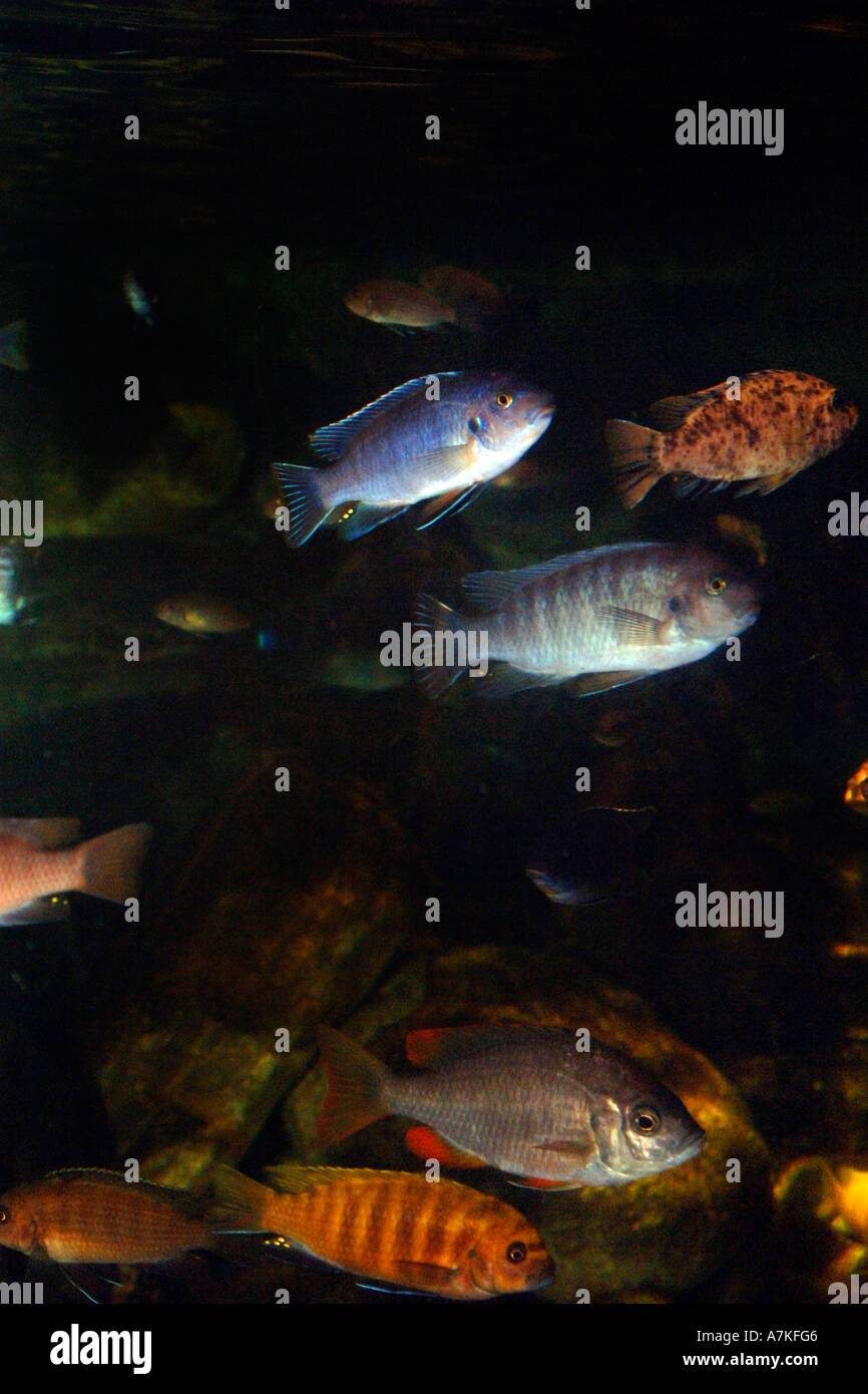 Fresh water fish Stock Photo - Alamy