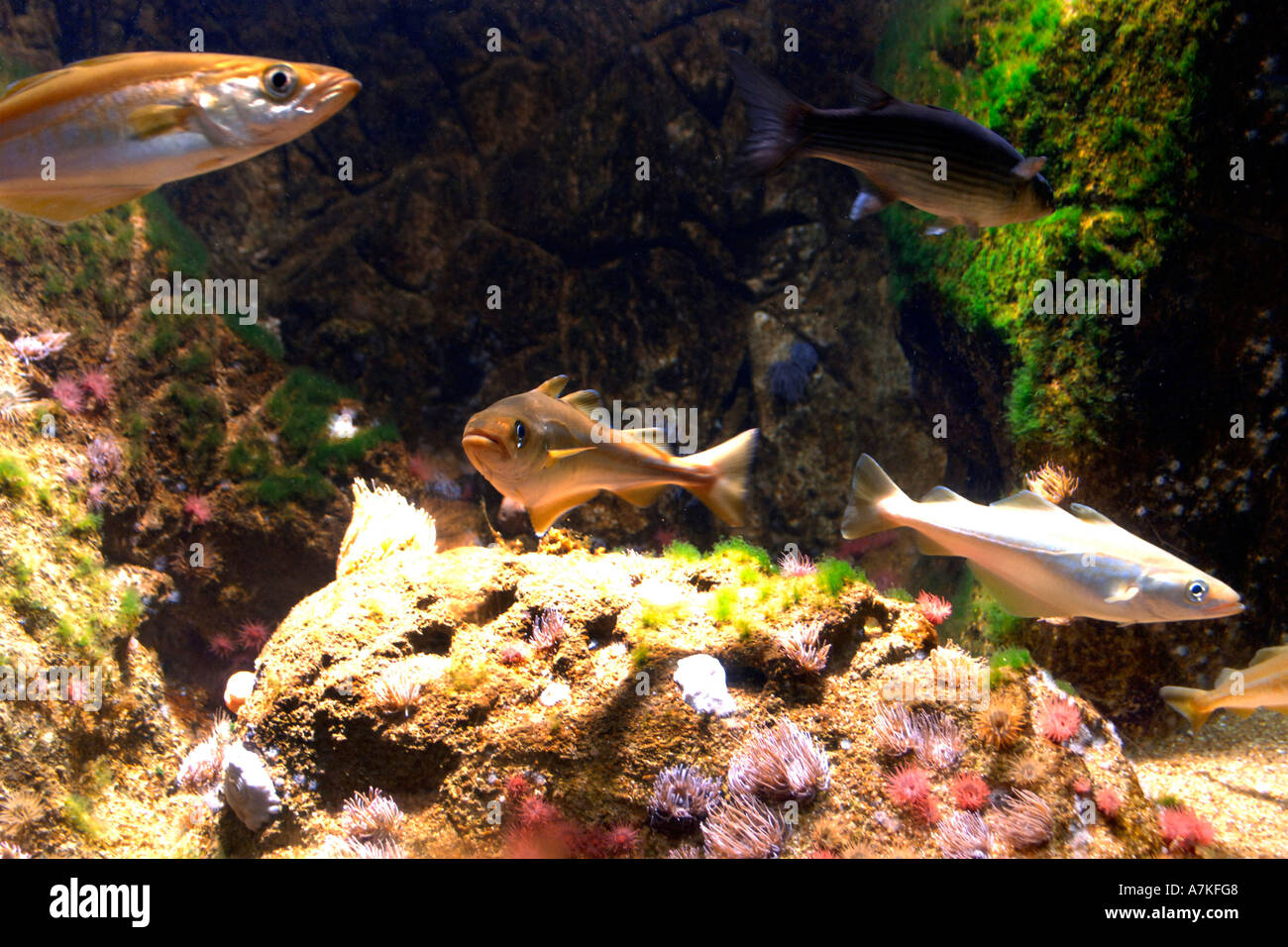 Indian Ocean Reef Fish Stock Photo - Alamy