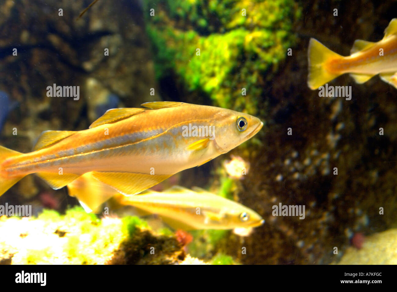 Sea bream species hi-res stock photography and images - Alamy
