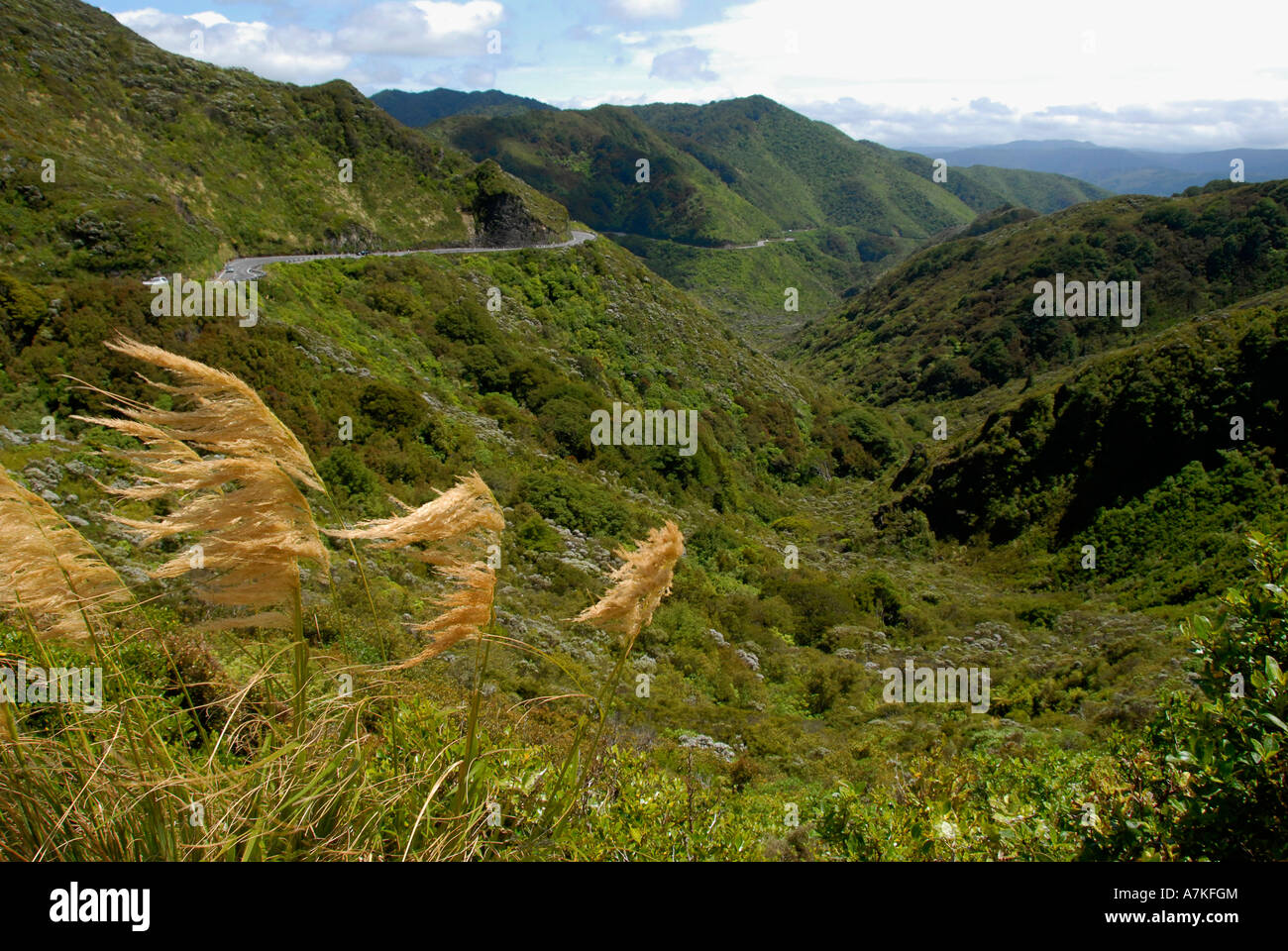 Kaitoke Park and pass North Island New Zealand Stock Photo - Alamy