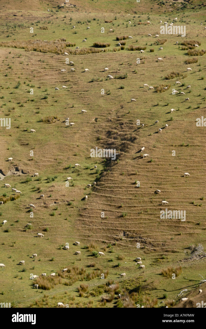 Sheep country East Coast North Island New Zealand Stock Photo - Alamy