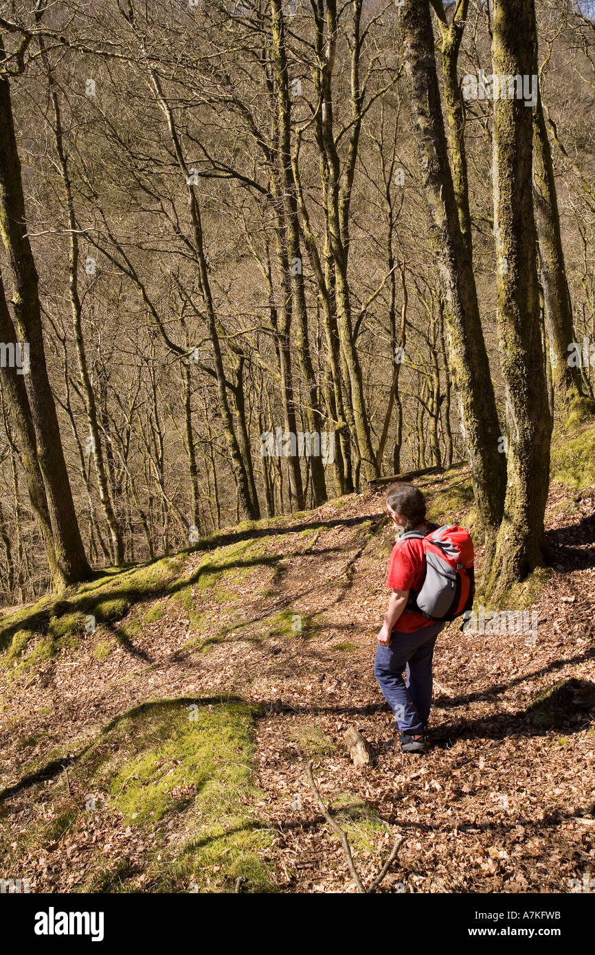 Female walker in spring woodland Brecon beacons national park Wales UK ...
