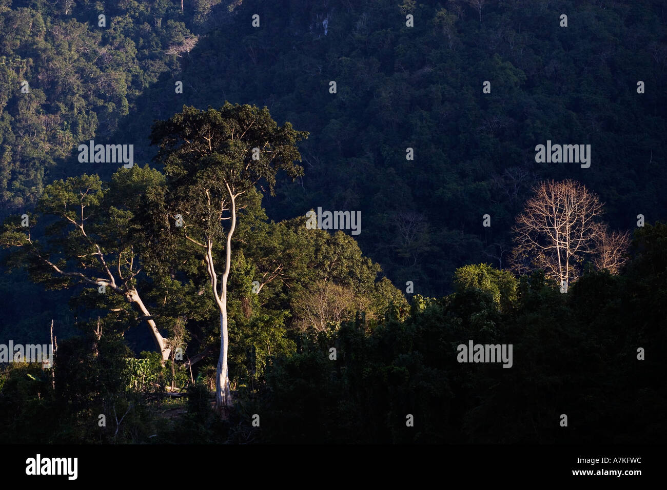 Hardwood trees grow in the jungle along the Mekong River above LUANG ...