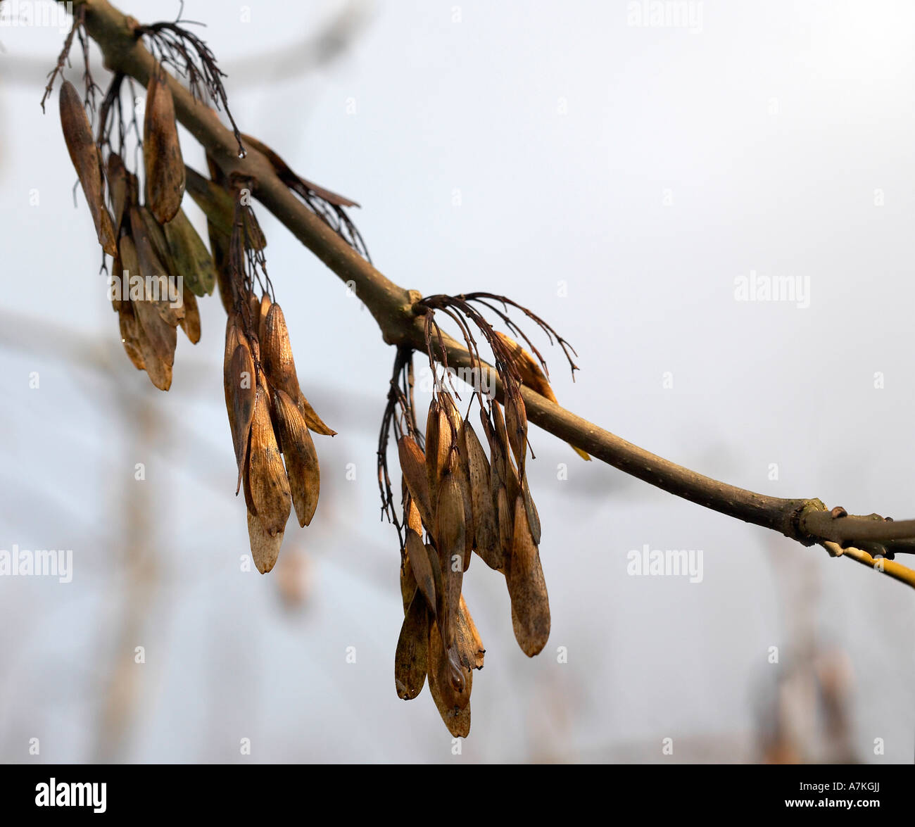 Fraxinus excelsior Ash Tree Seeds Stock Photo - Alamy