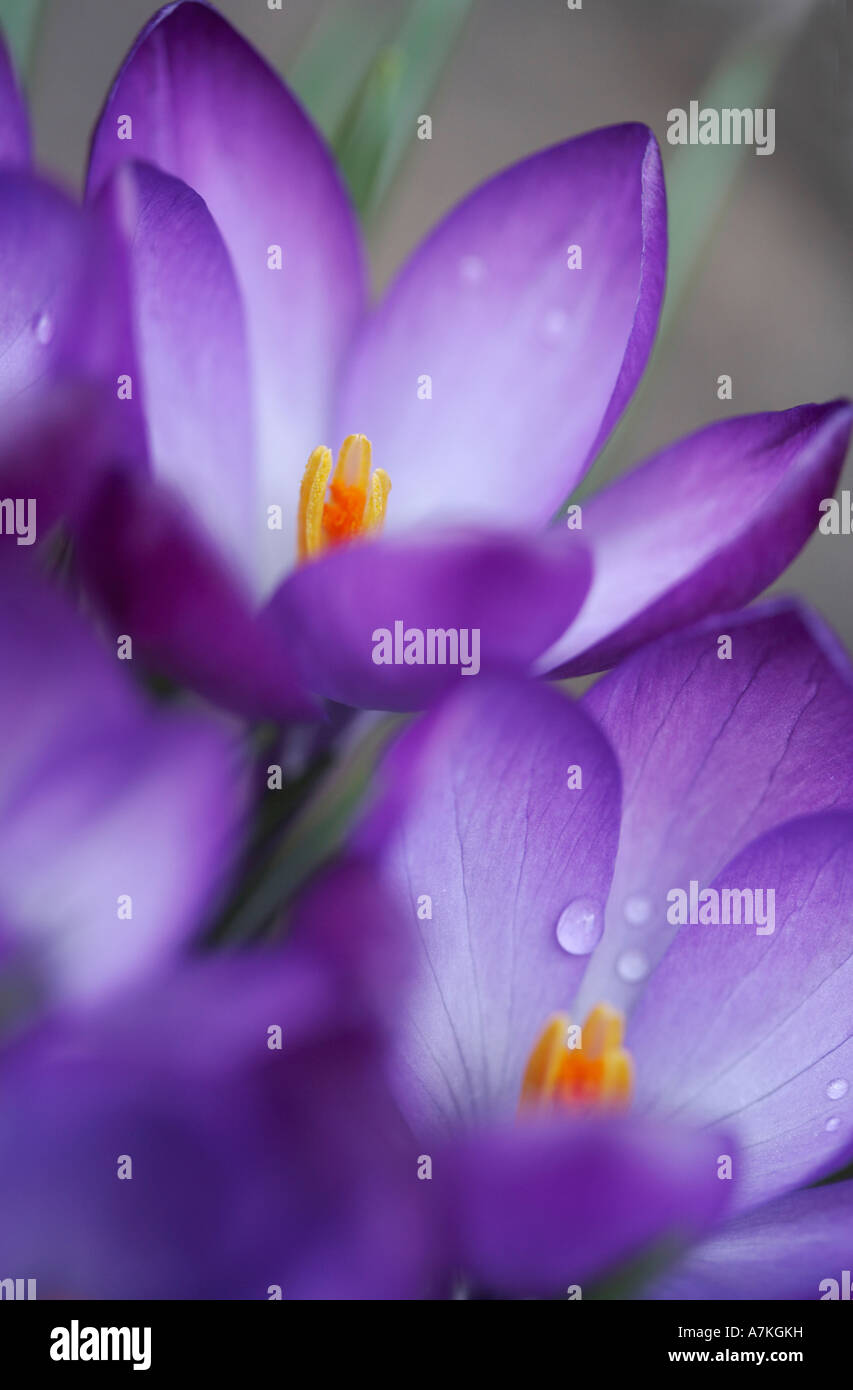 Crocus tommasinianus Ruby Giant Stock Photo - Alamy