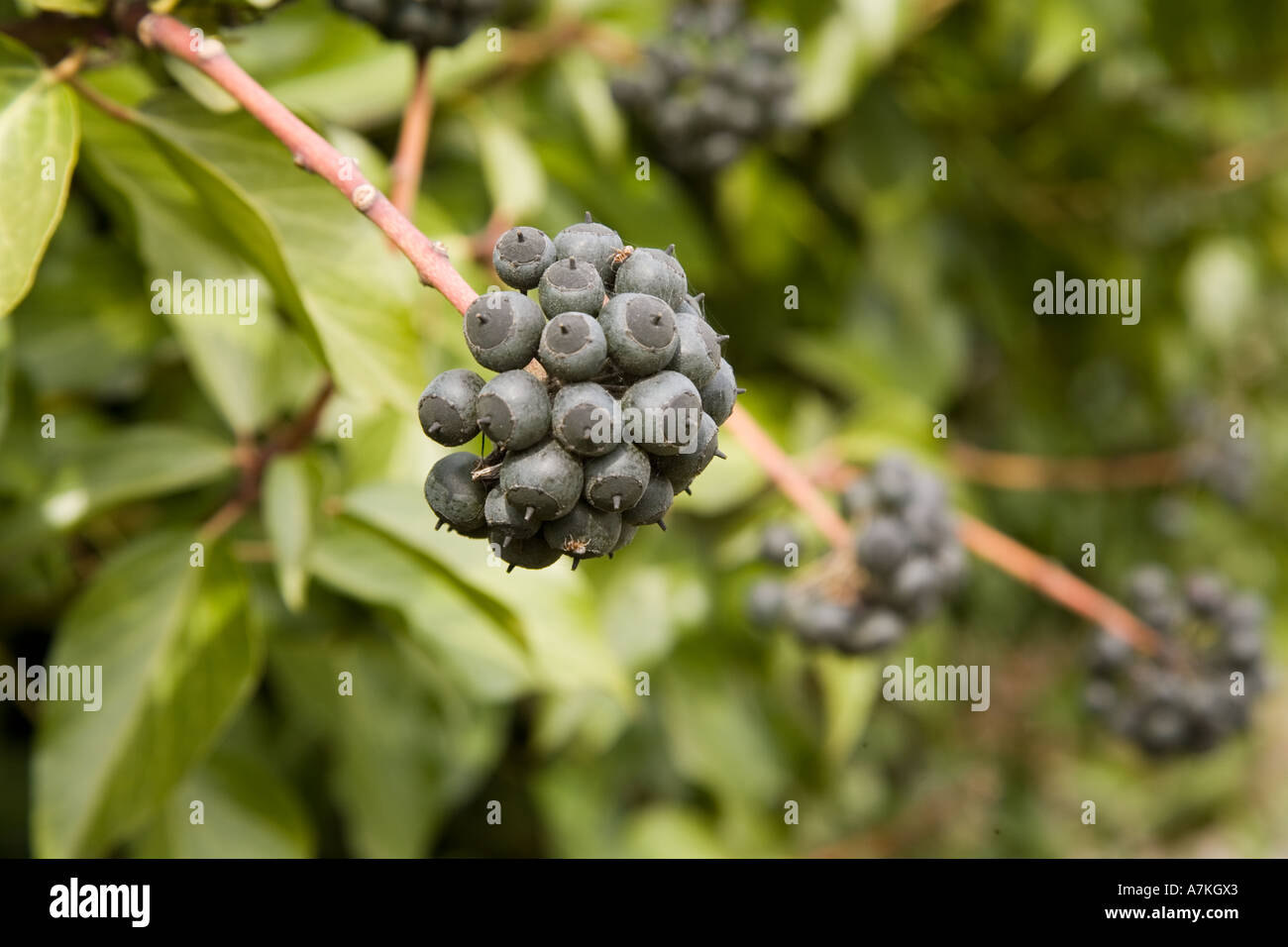 Berries on ivy Hedera on garden wall in spring Wales UK Stock Photo - Alamy