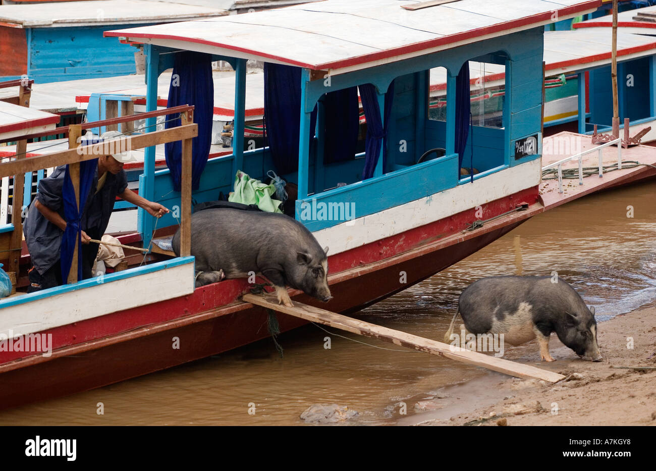 Pigs are unloaded from a river boat which plies the waters of the ...