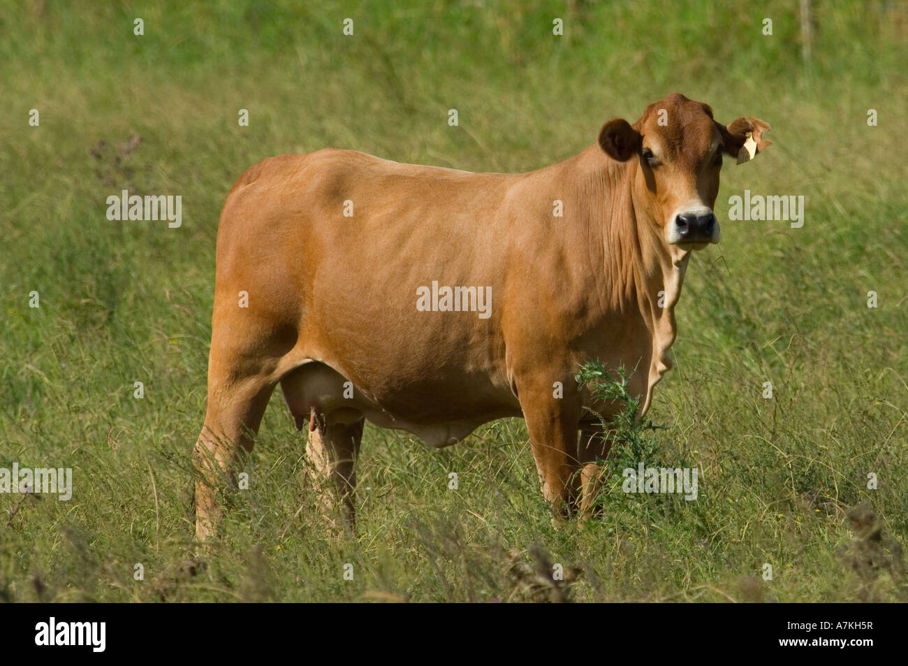 Jersey cow calf hi-res stock photography and images - Alamy