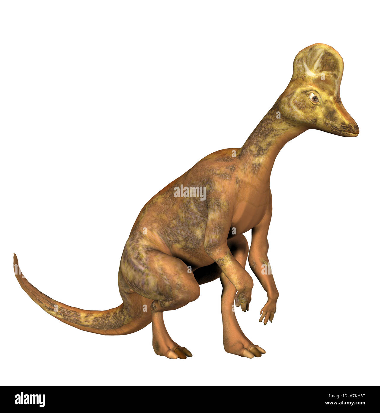 Corythosaurus dinosaur Stock Photo - Alamy Corythosaurus dinosaur Stock Photo - Alamy