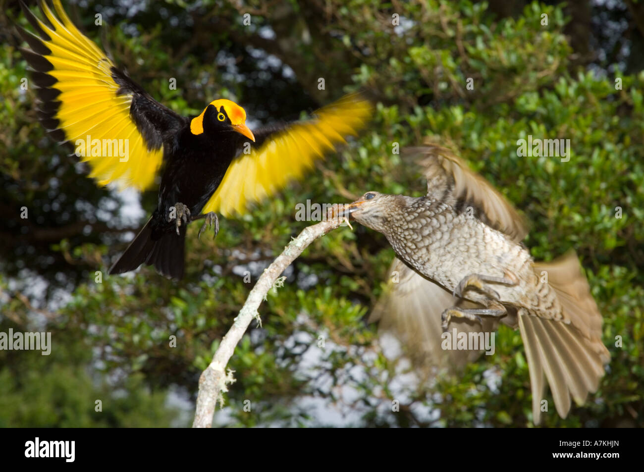 Male and Female Regent Bower birds together in flight Stock Photo - Alamy