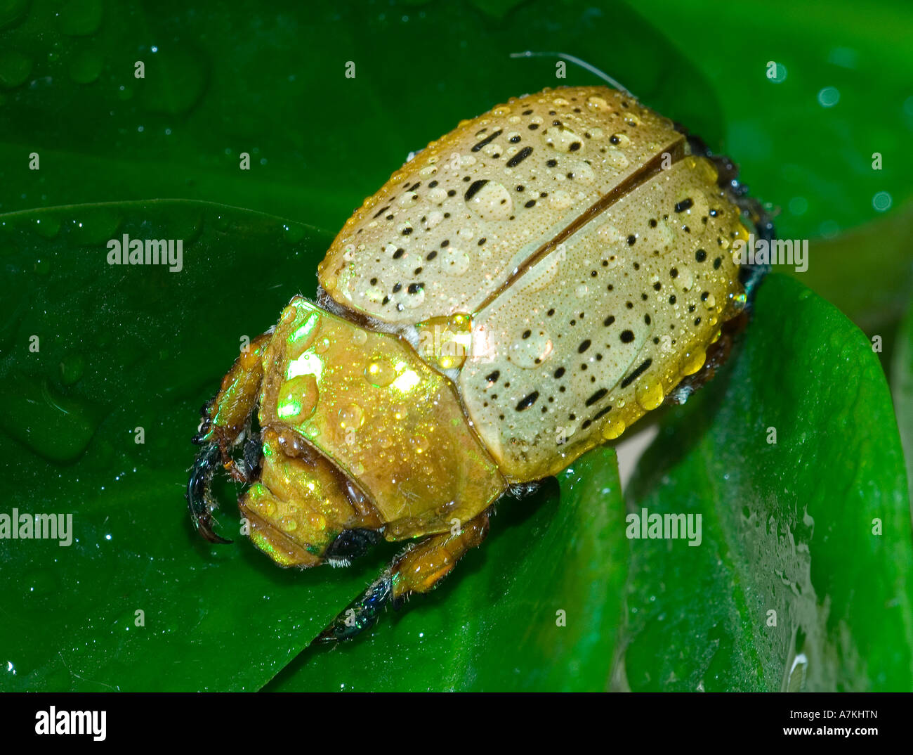Colourful Xmas beetle Stock Photo - Alamy