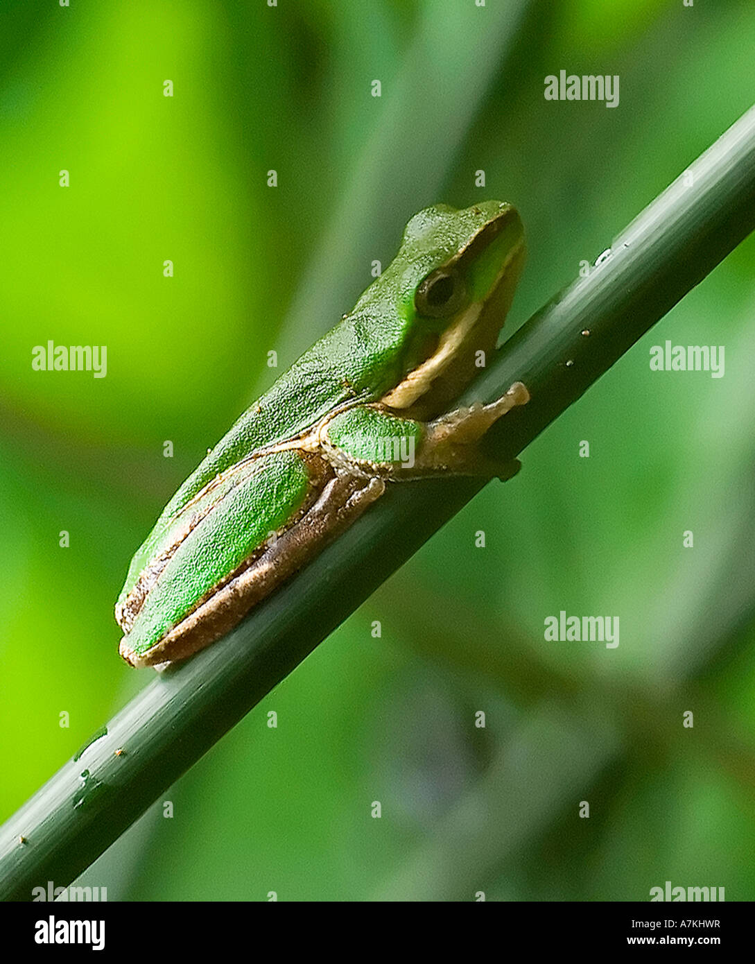 Eastern Sedge Frog Stock Photo - Alamy