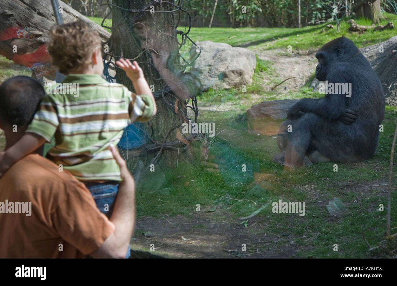 Child waving to a gorilla at the zoo Stock Photo - Alamy