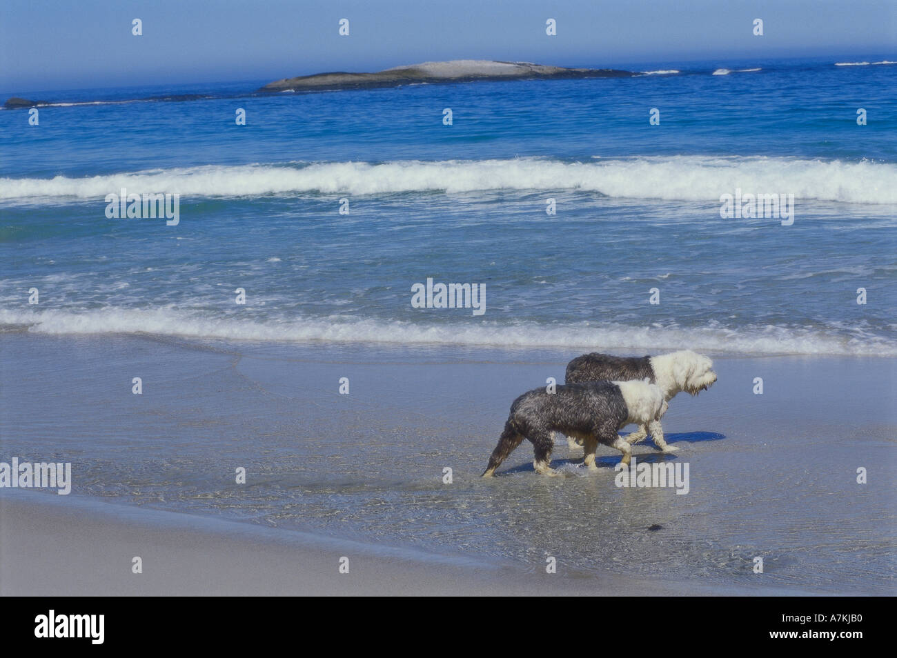 Two dogs walking on the beach Stock Photo - Alamy