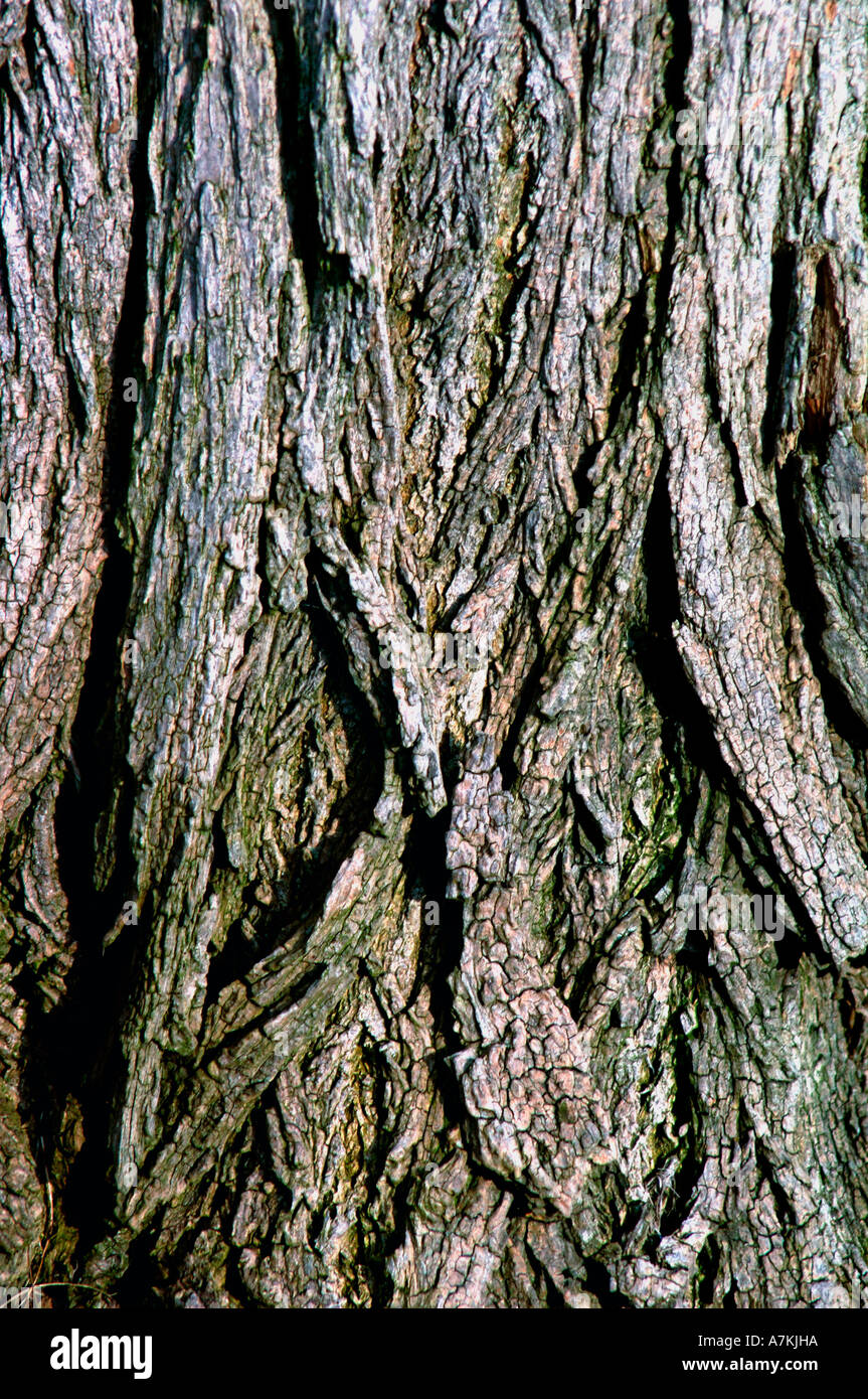 Rough bark contrasting hi-res stock photography and images - Alamy
