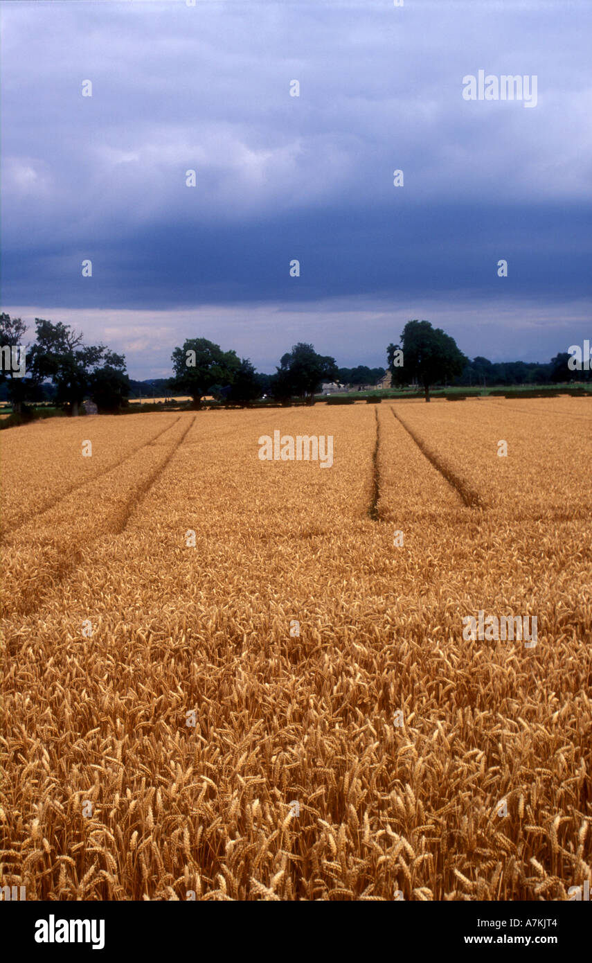 Field of barley , late summer with tramlines running through Stock ...