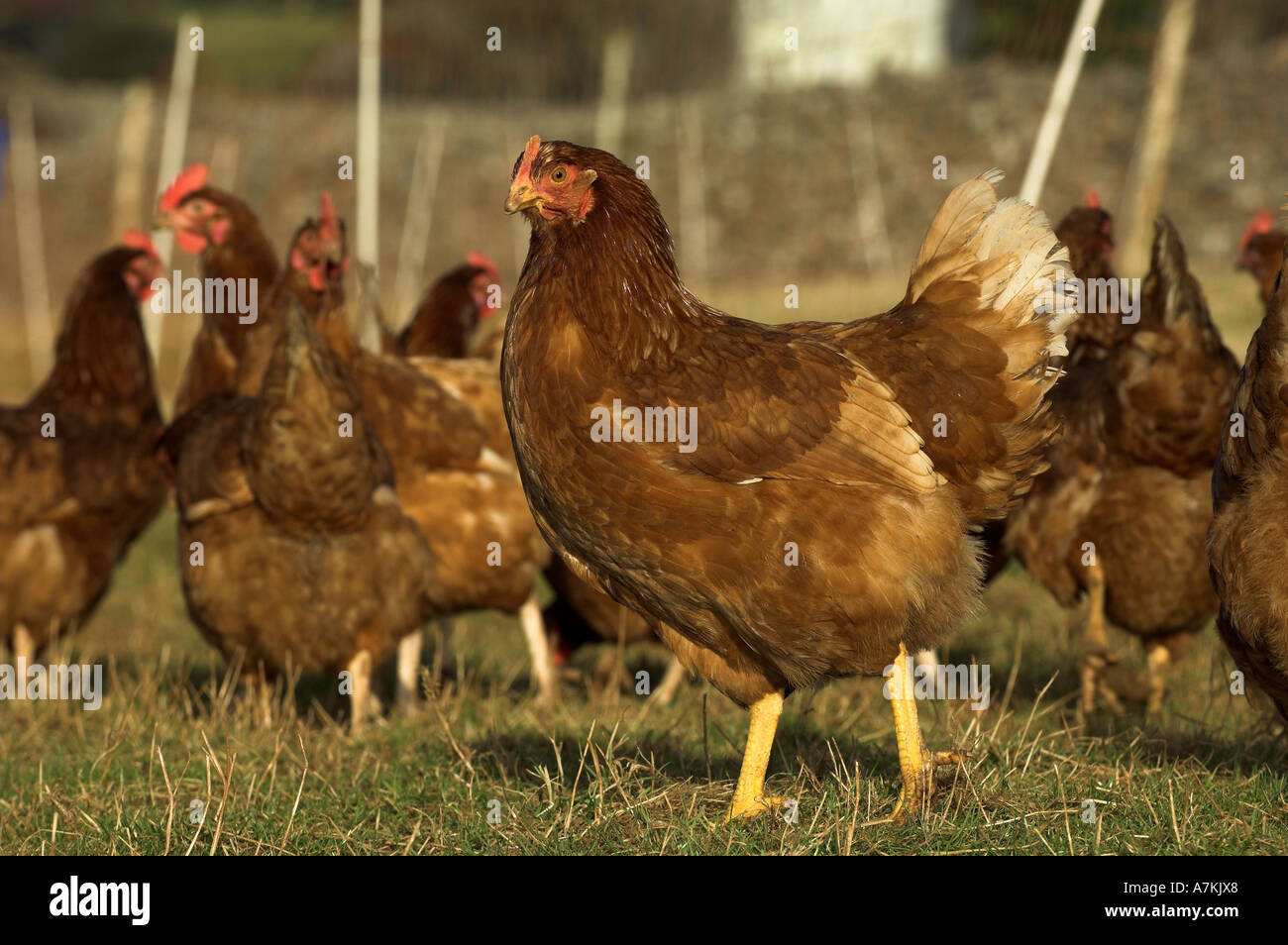 Free Range hens on grass Stock Photo - Alamy