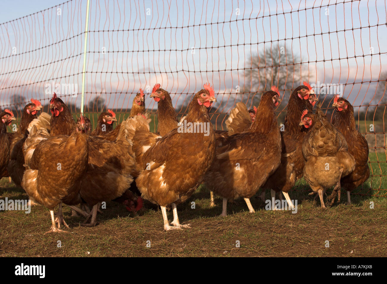 Free Range hens on grass next to electric netting Stock Photo - Alamy