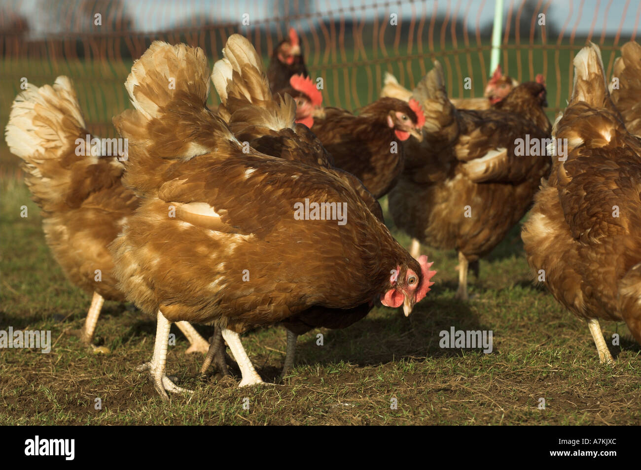 Free Range hens grazing on grass Stock Photo - Alamy