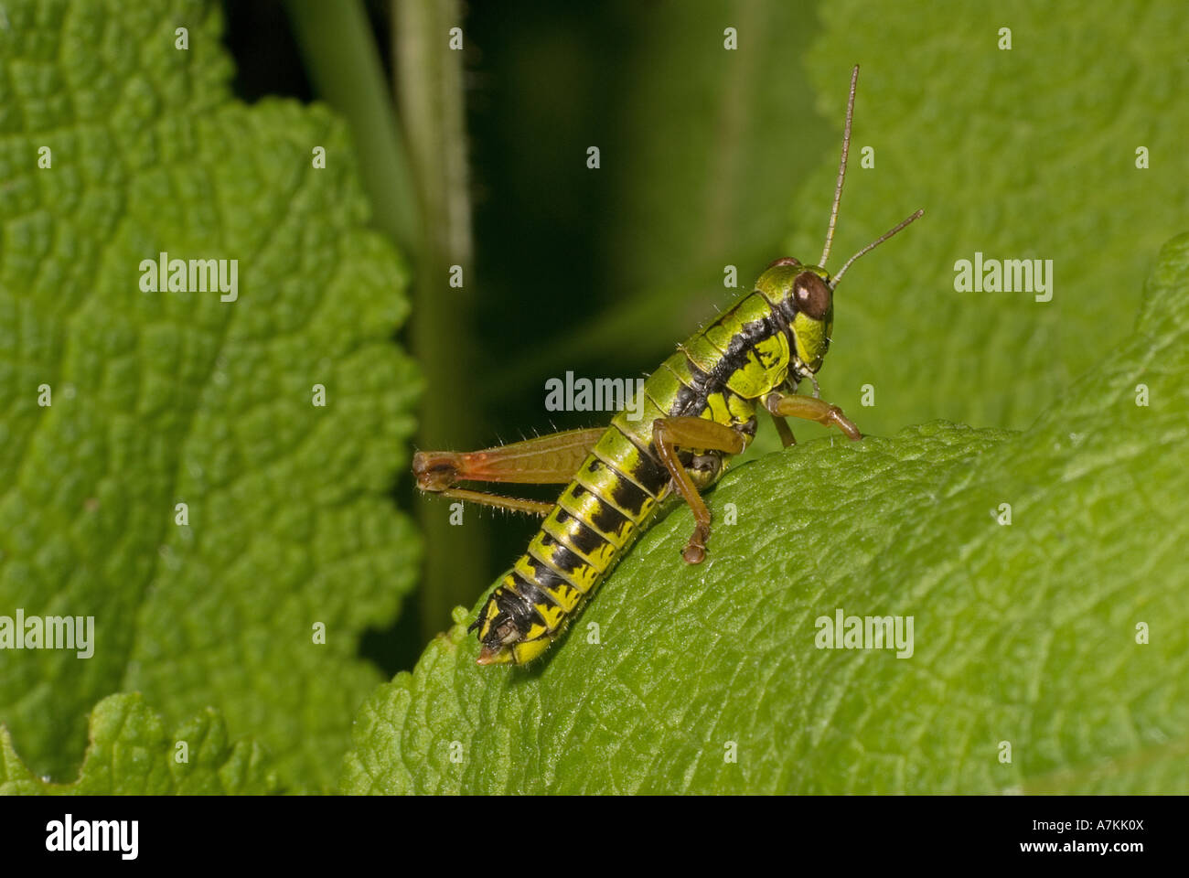 Micropodisma salamandra (Catantopidae) Grasshopper. Male, Slovenia ...