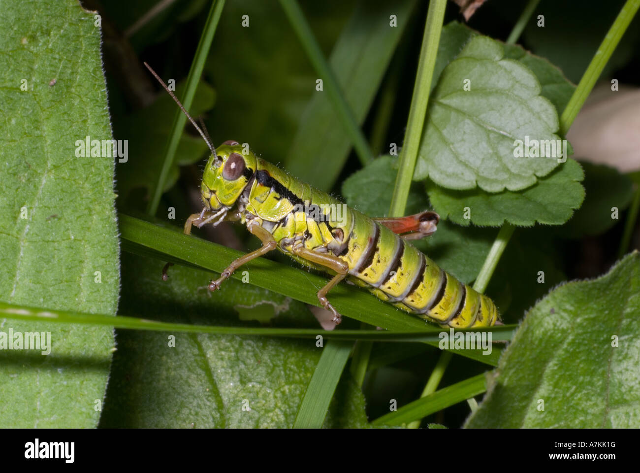 Micropodisma salamandra (Catantopidae) Grasshopper. Female with left ...