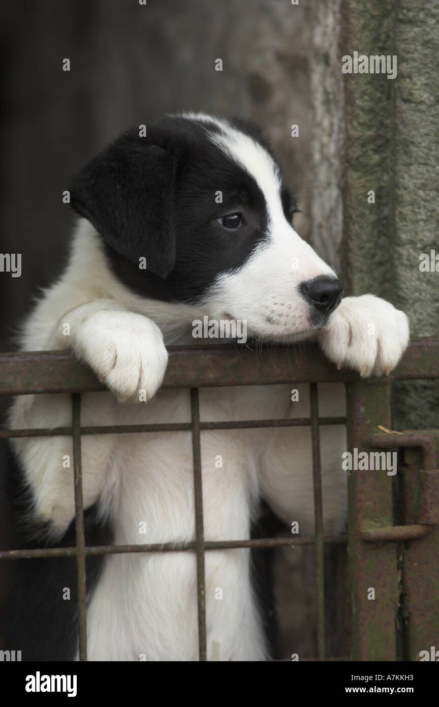 Border collie farm gate hi-res stock photography and images - Alamy