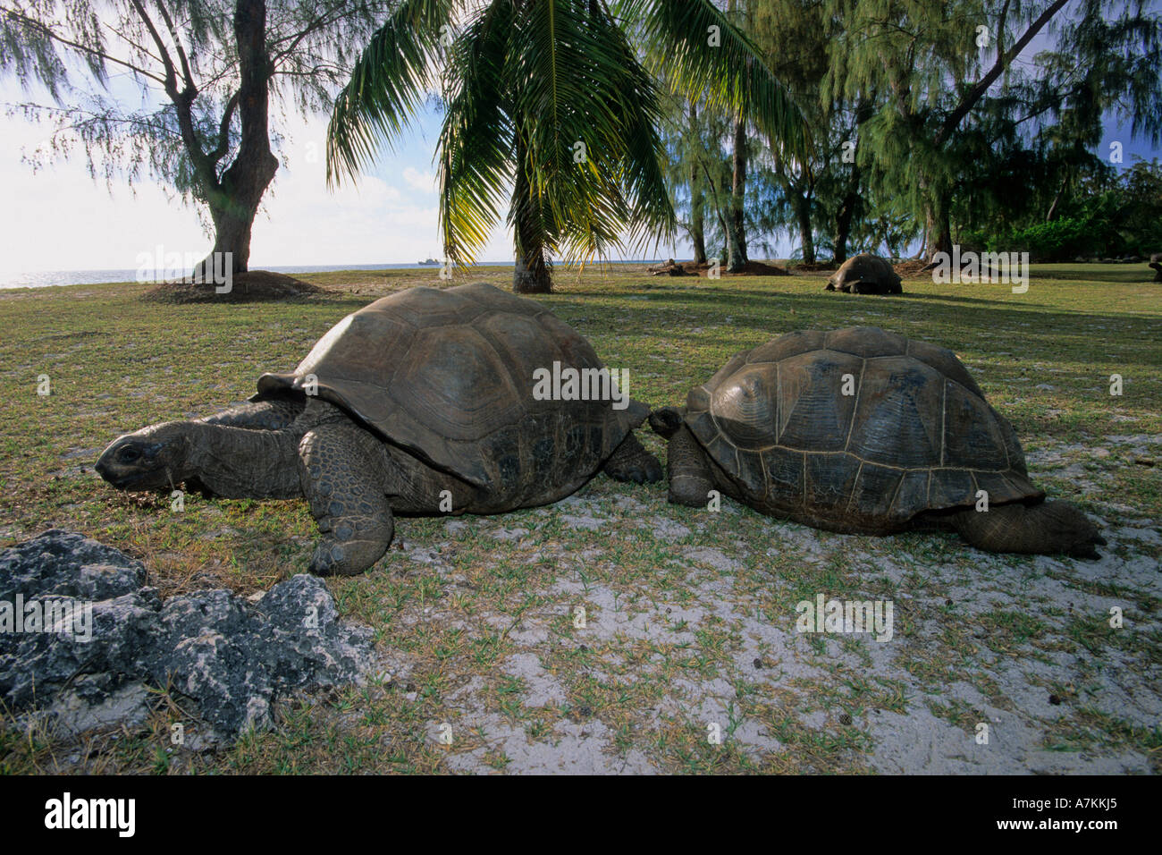 Giant tortoises Geochelone gigantea Seychelles Aldabra Atoll Indian ...