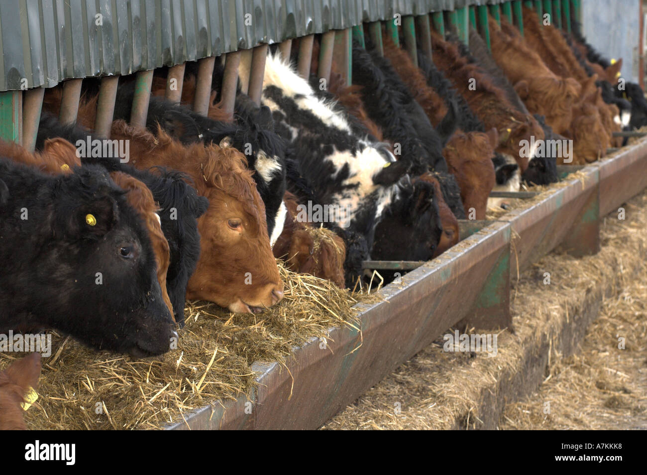 beef cattle feeding on silage mix at feed barriers Stock Photo - Alamy
