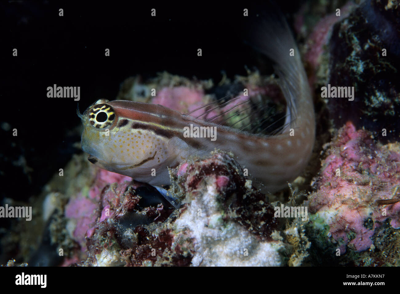 Nalolo blenny Ecsenius nalolo Seychelles Aldabra Atoll Indian Ocean ...