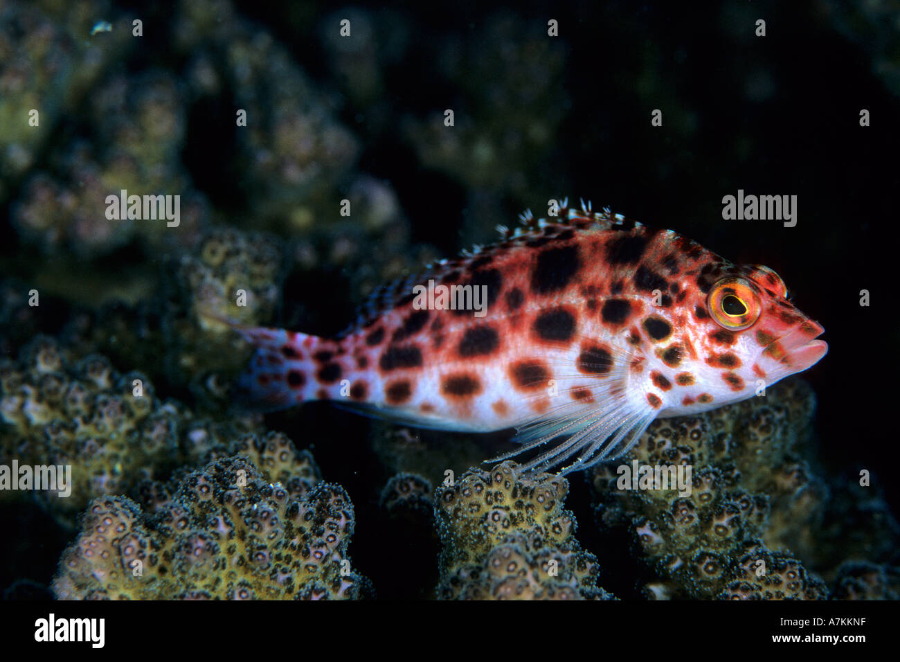 Spotted hawkfish Cirrhitichthys oxycephalus Seychelles Aldabra Atoll ...