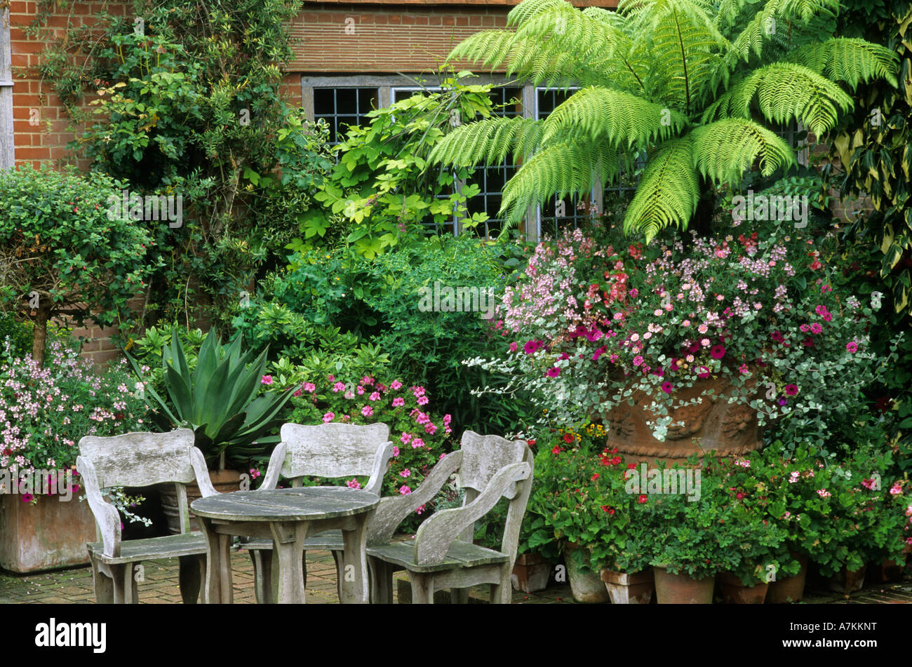East Ruston Tree Fern in container underplanted Dicksonia garden ...