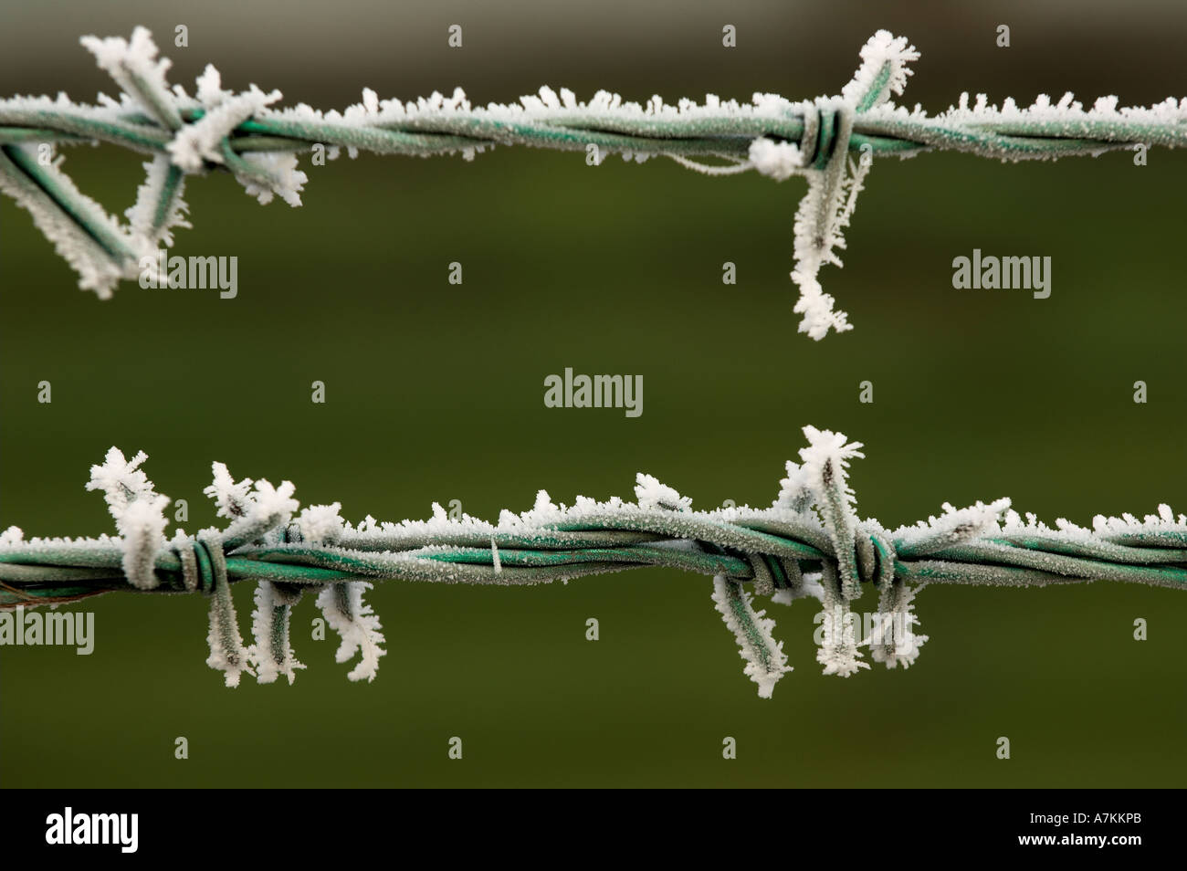 Twisted barbed wire strand hi-res stock photography and images - Alamy