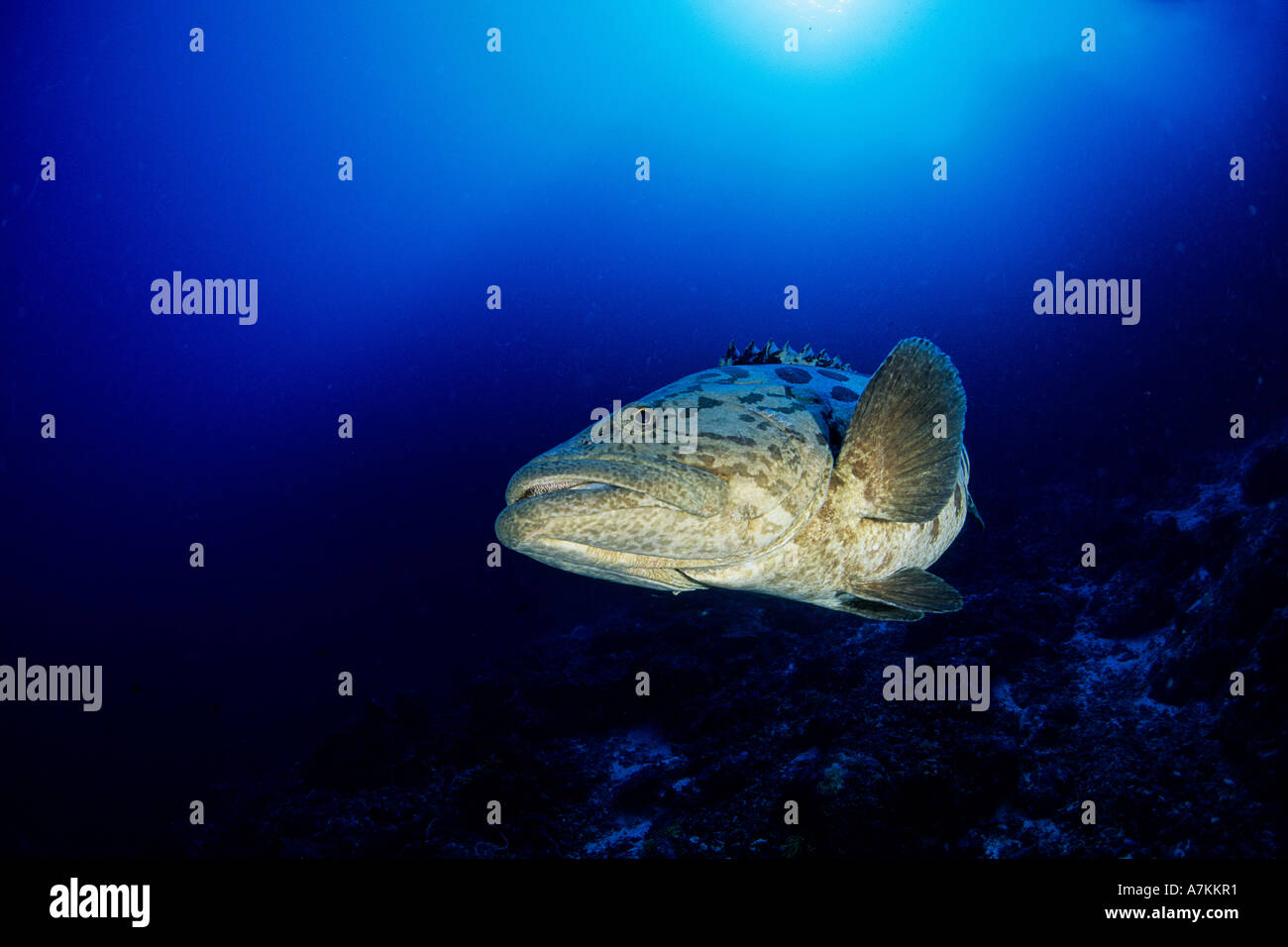 Grouper fish seychelles hi-res stock photography and images - Alamy