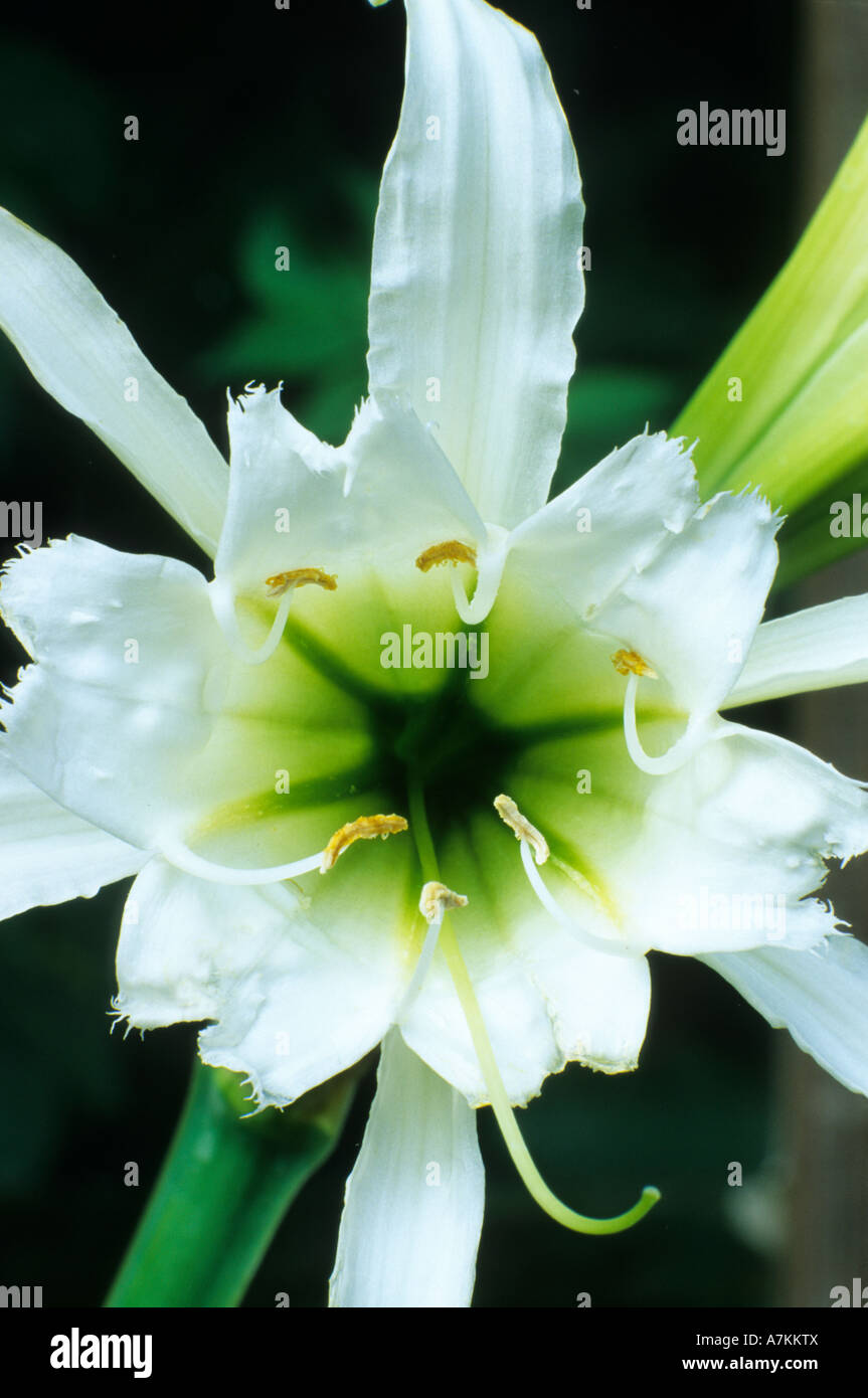 Festalis hi-res stock photography and images - Alamy